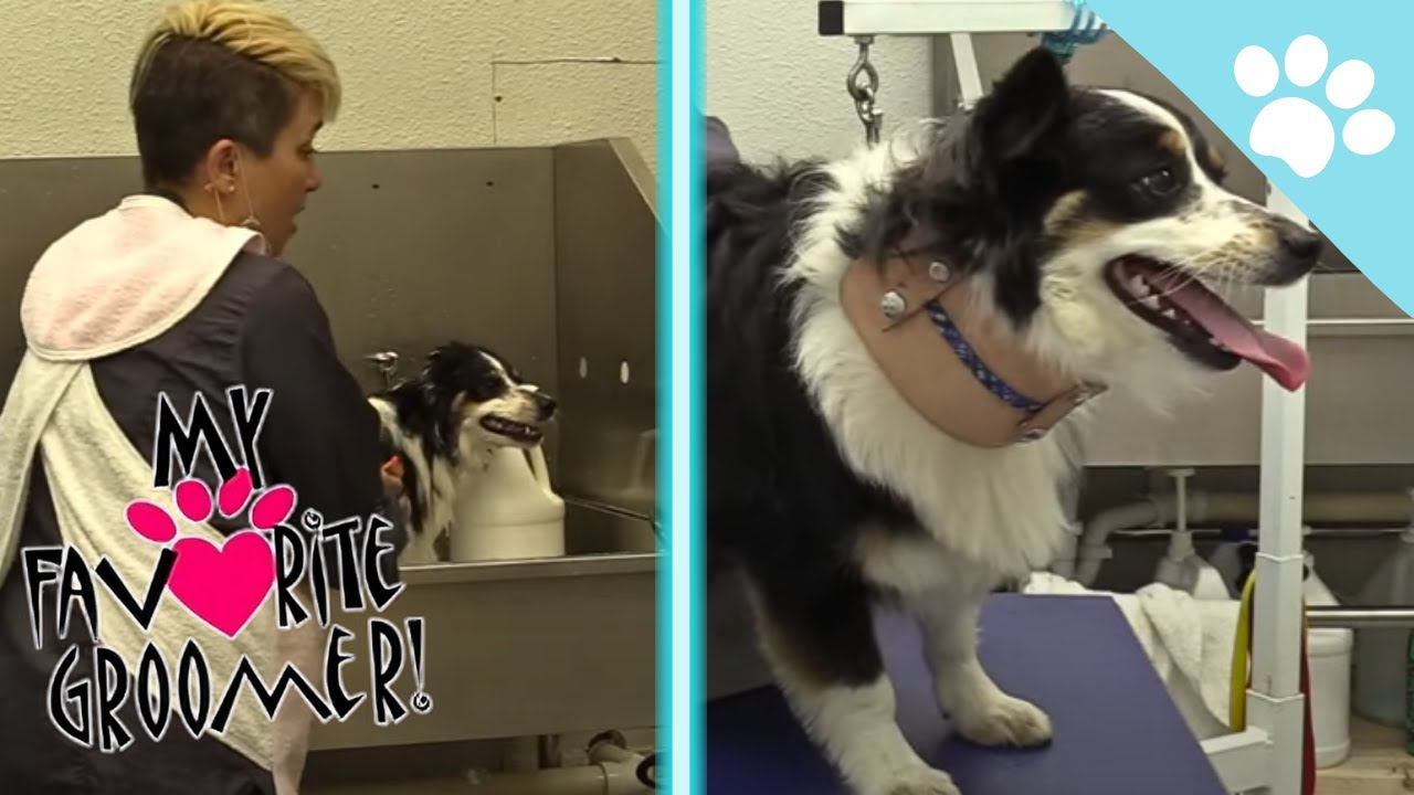LIVE Deshed a Corgi - YouTube