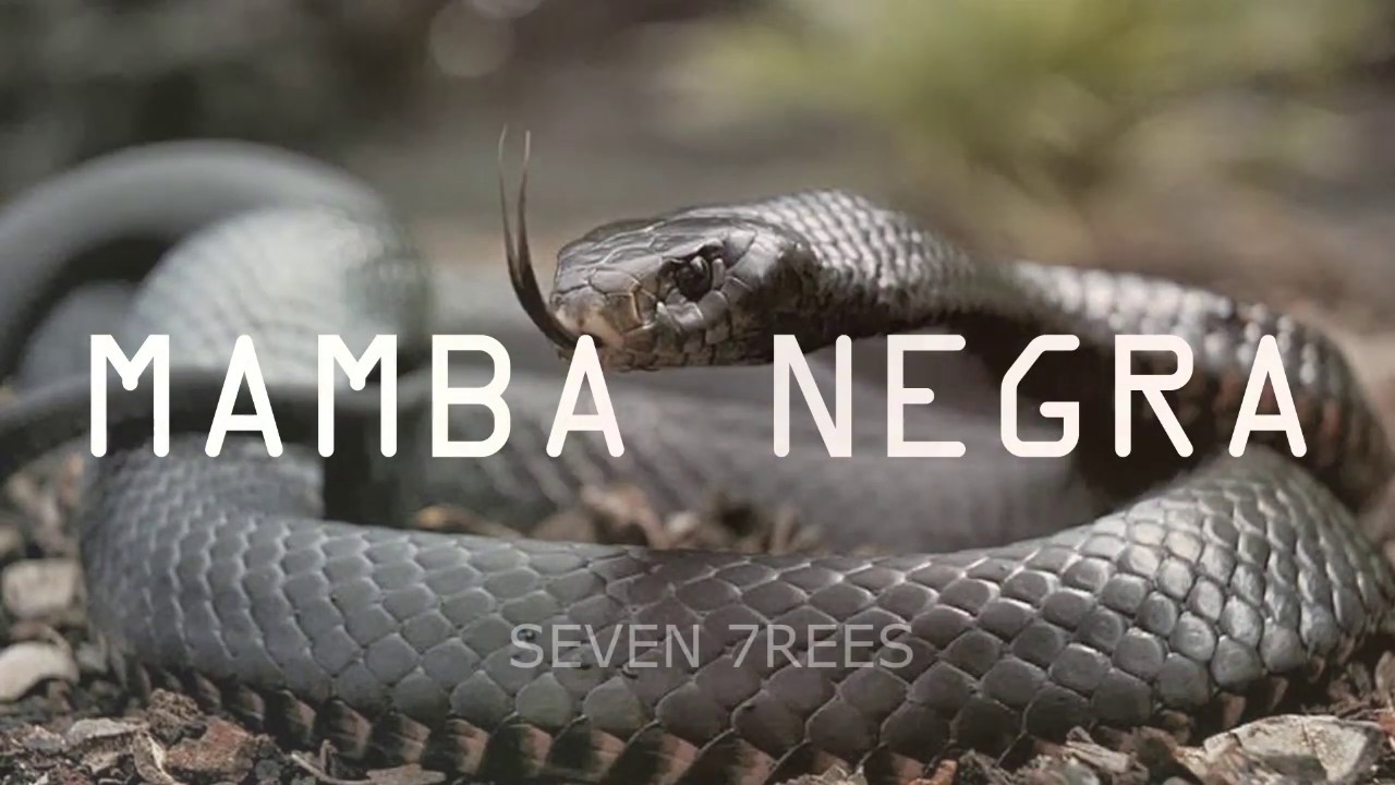 INSTRUMENTAL/BEAT RAP BOOM BAP 2019 🐍 "Black Mamba" (Prod. by Seven ...