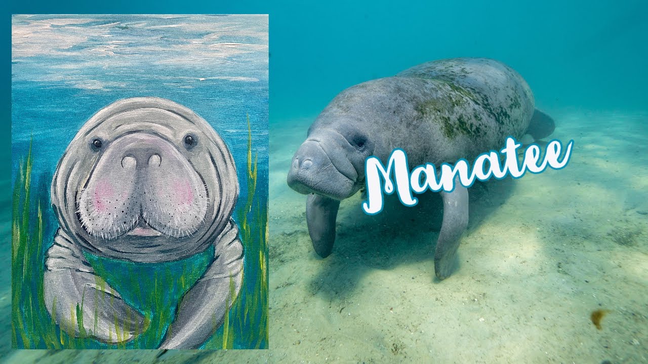 Painting Tutorial: Manatee - YouTube