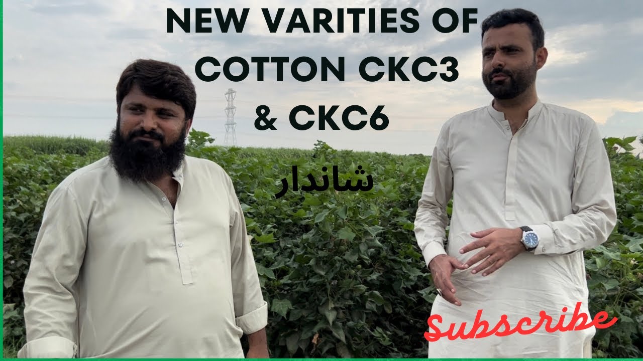 High yield Cotton varieties in Sindh, #varity#usa#averageinhindi#yeild# ...