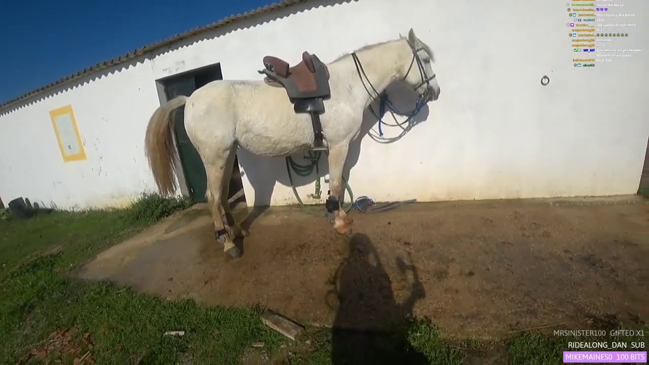 horse is excited for a walk - YouTube
