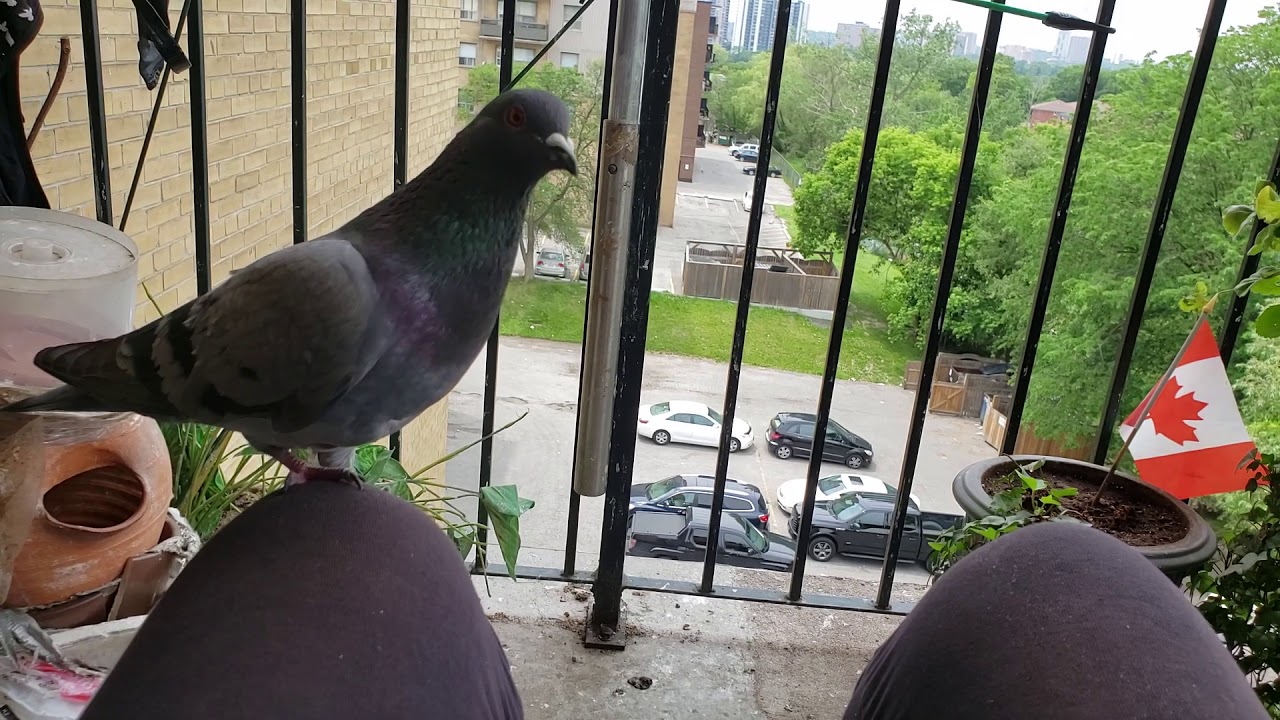 The Pigeon Dance - YouTube