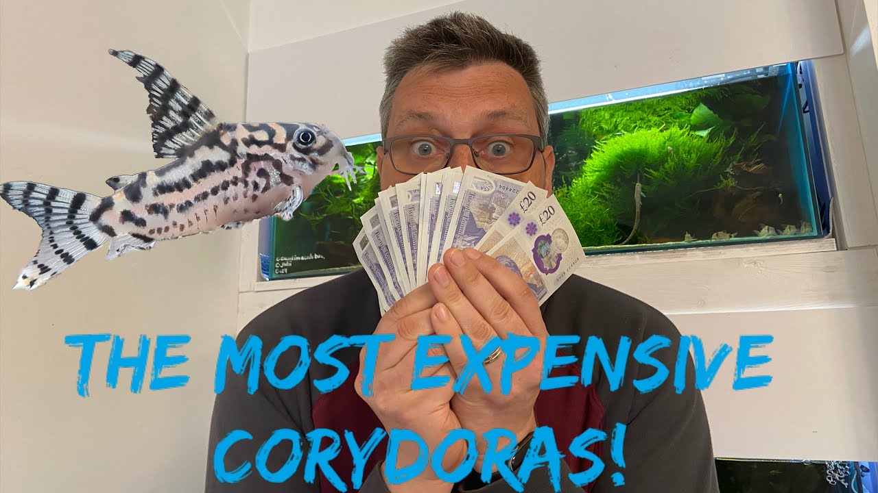 The most expensive corydoras CW111 aka Vulcan - YouTube