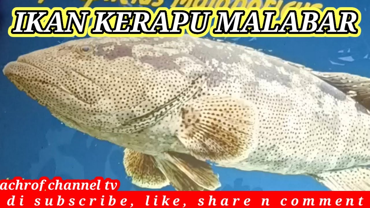 IKAN KERAPU MALABAR - YouTube
