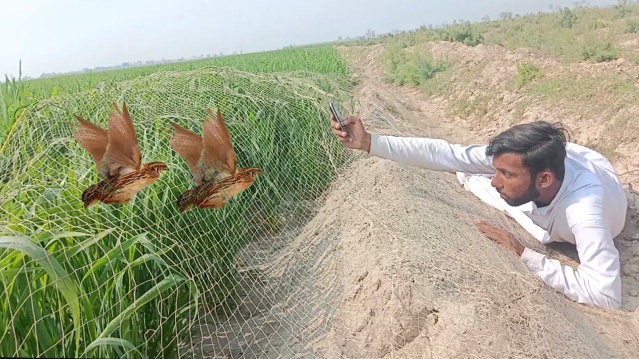 Quail hunting with net | Karik aur jall k sath Shikar | Quail netting ...