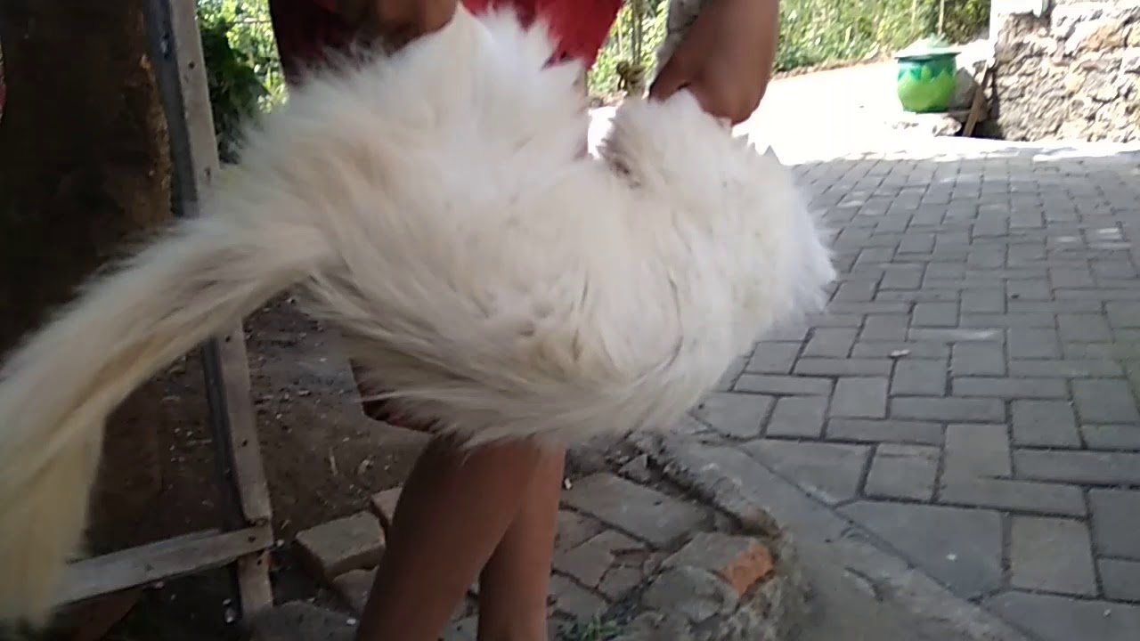 SEMBELIH KUCING - YouTube