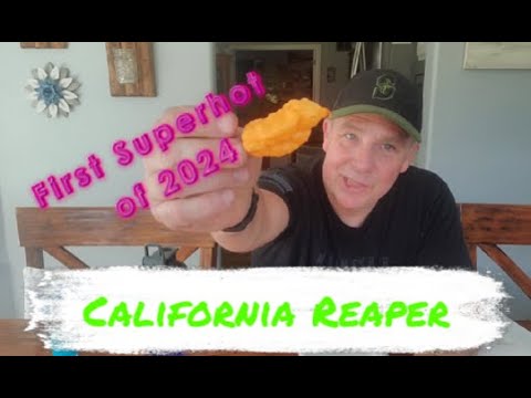Facing the Heat: the California Reaper Superhot Pepper - YouTube