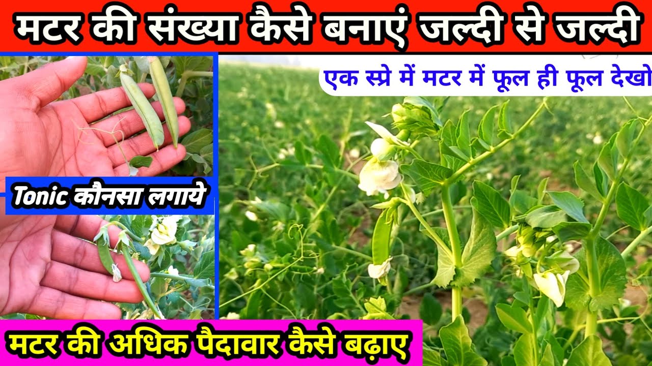 मटर में फूलों की संख्या कैसे बढ़ाए | मटर की अधिक पैदावार कैसे ले ...