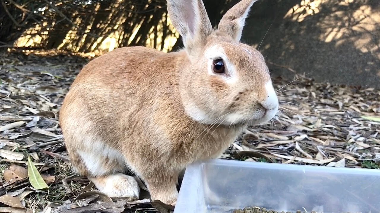 Very expressive rabbit is cute! - YouTube