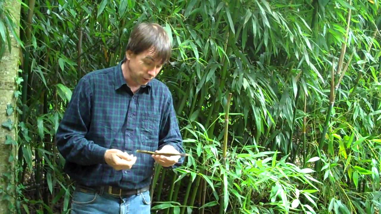 Martin Crawford's Forest Garden Part 7 - YouTube