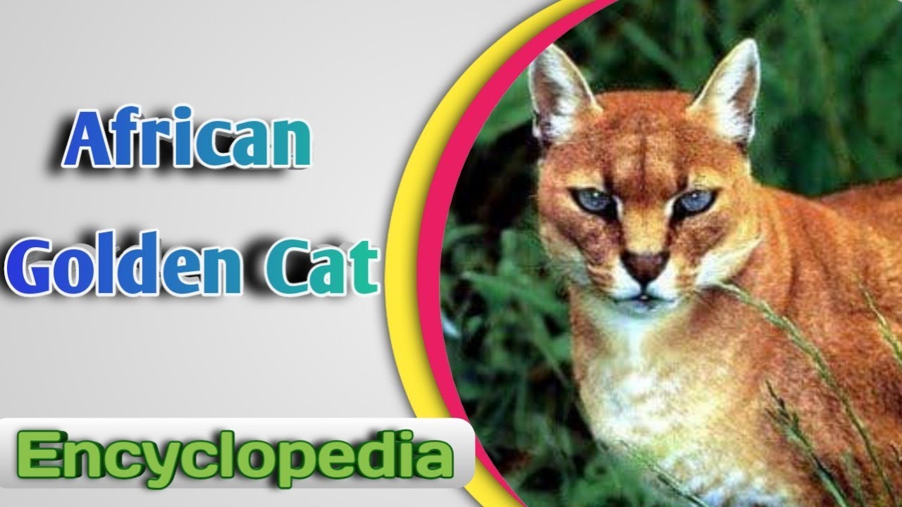 African Golden Cat