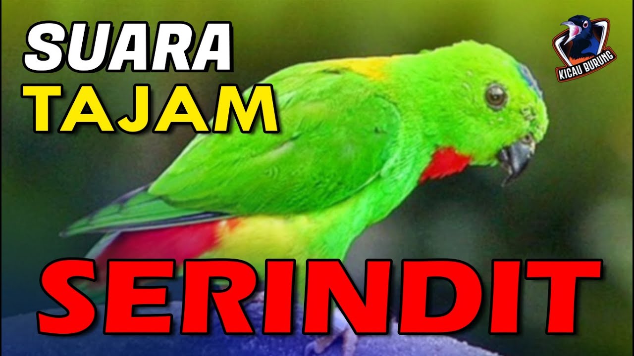 Suara Tajam Serindit II Masteran Burung Serindit - YouTube