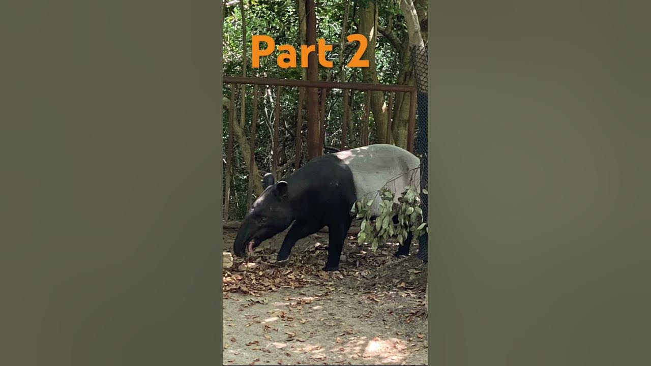 Asa zoo #fun 💕 - YouTube