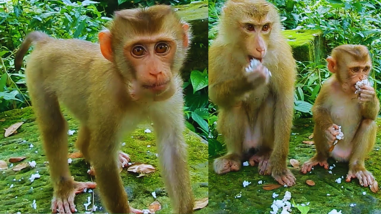Lovely Monkeys, Zuri, Sovany, and Monkey Limda eat rice so happy today ...