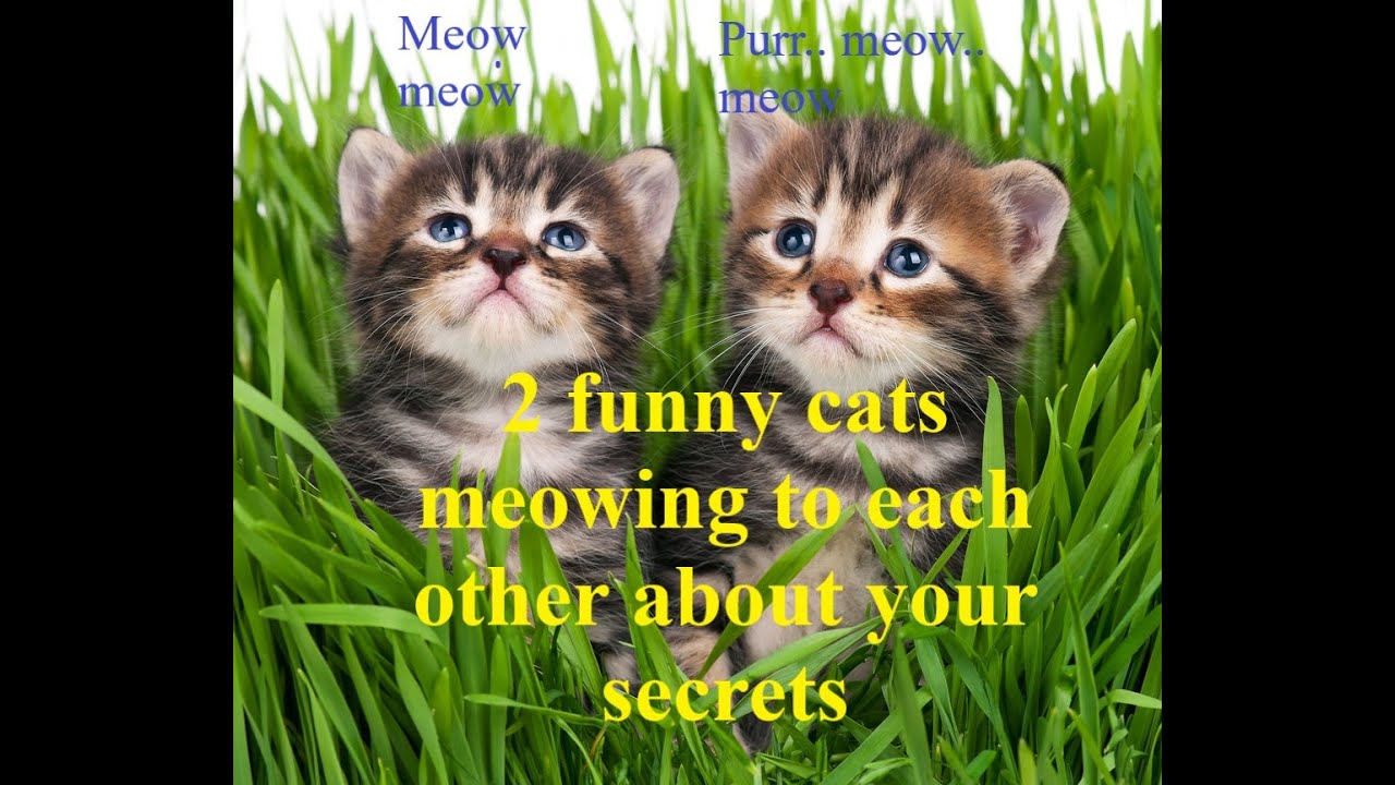 2 meowing cats. Meow meow! Share what they are meowing purring about in ...