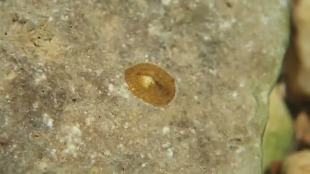 ANHC Water Penny - YouTube