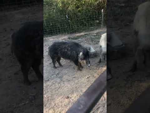 Mangalitsa boar mating call #pig #homesteading #animal #pigs #mangalitsa