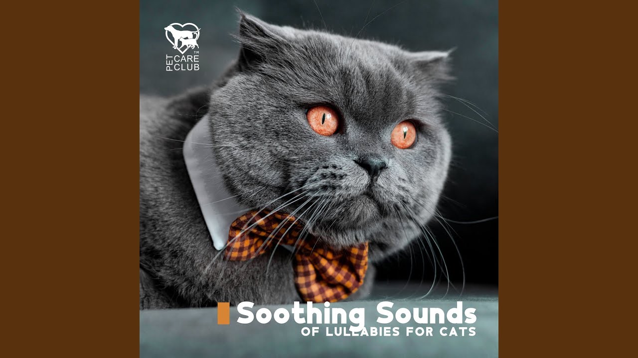 Relax Your Cat - YouTube