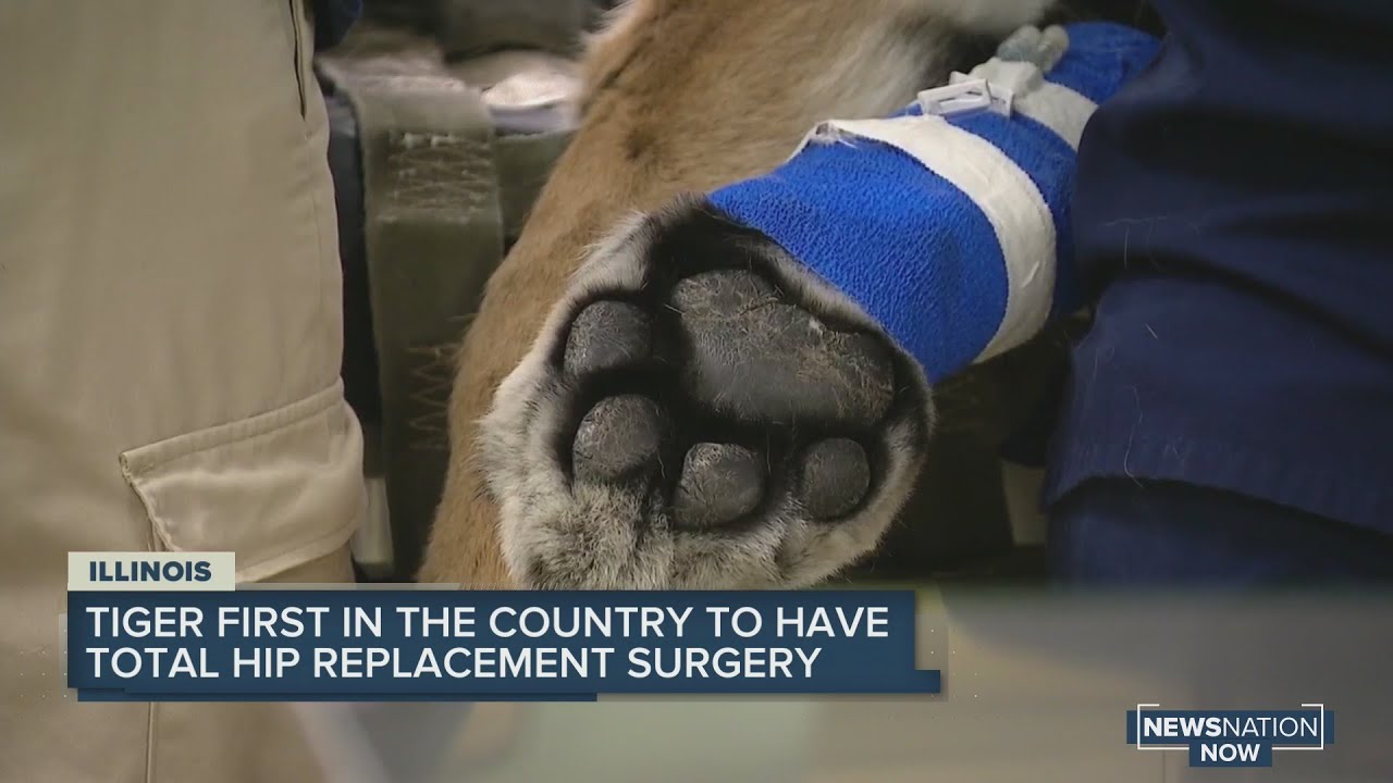 Tiger first in the country to have total hip replacement surgery - YouTube