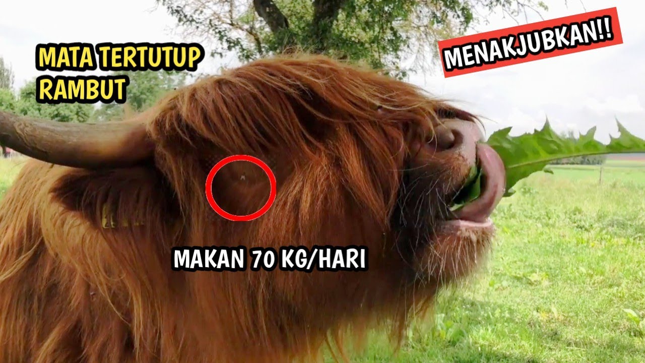 Sapi Rambut Panjang, Makan 70 kilo/hari! INILAH 4 Sapi Terunik di Dunia ...