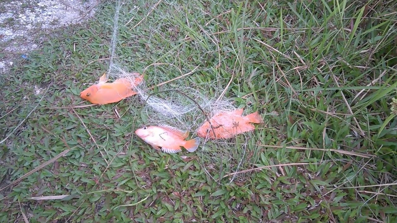 Cara mudah guna Pancing SPRING BOM NET (Hattrick Score) -Fishing using ...