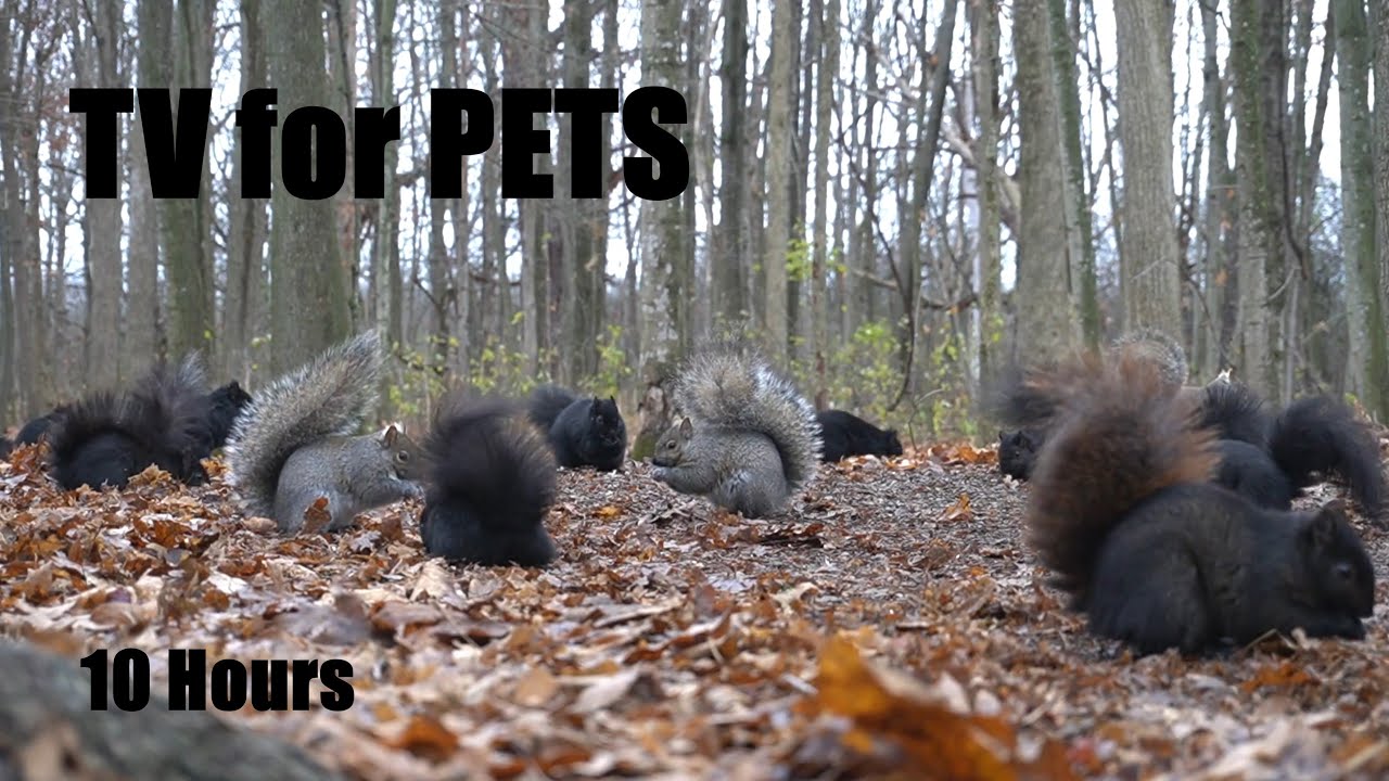 Squirrels, Turkeys and Forest Friends on the Trail - 10 hour Cat TV for ...