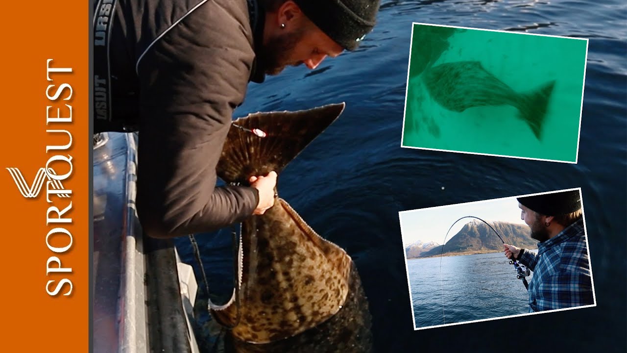 Halibut Fishing in Nappstraumen with Nordic Sea Angling (UNDERWATER ...