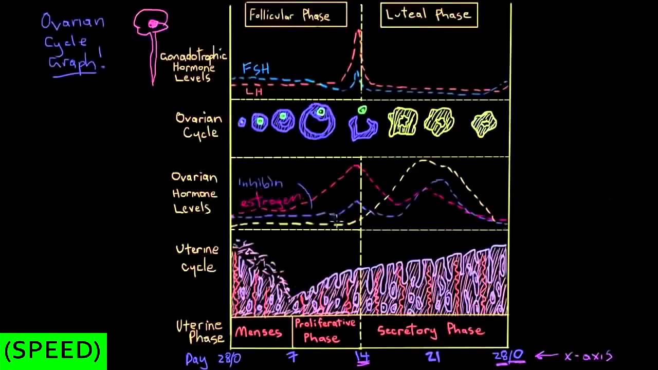 [SPEED] Reproductive Cycle Graph - Follicular Phase - YouTube