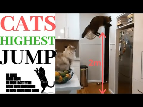 Cats highest jump compilation - YouTube