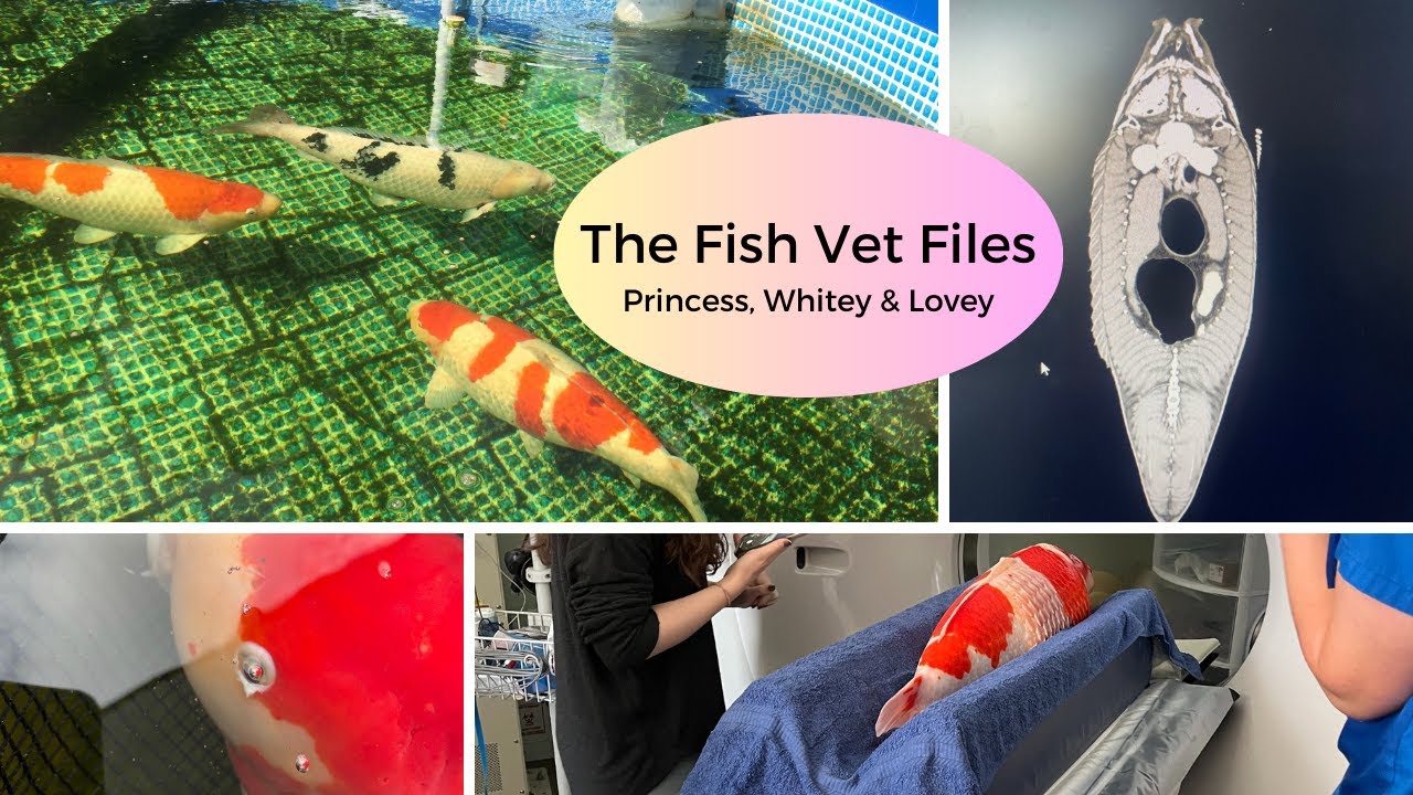 Fish Vet Files: Princess, Whitey & Lovey - YouTube