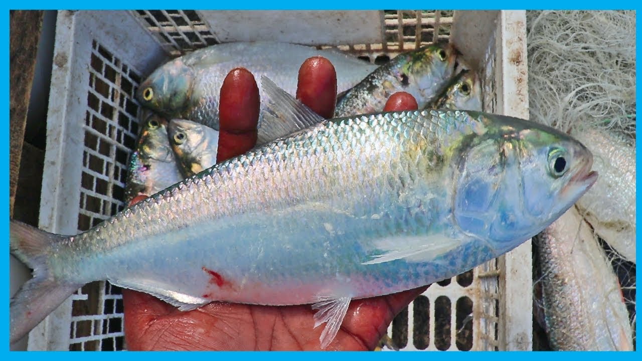 Amazing Fast Hilsa Fishing Skill (PART 128) - Catching Hilsa Fish Big ...