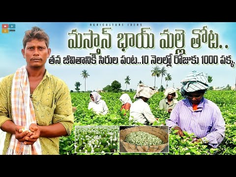 Jasmine Cultivation | మల్లెపూల సాగులో అధిక లాభాలు | Successful Jasmine ...