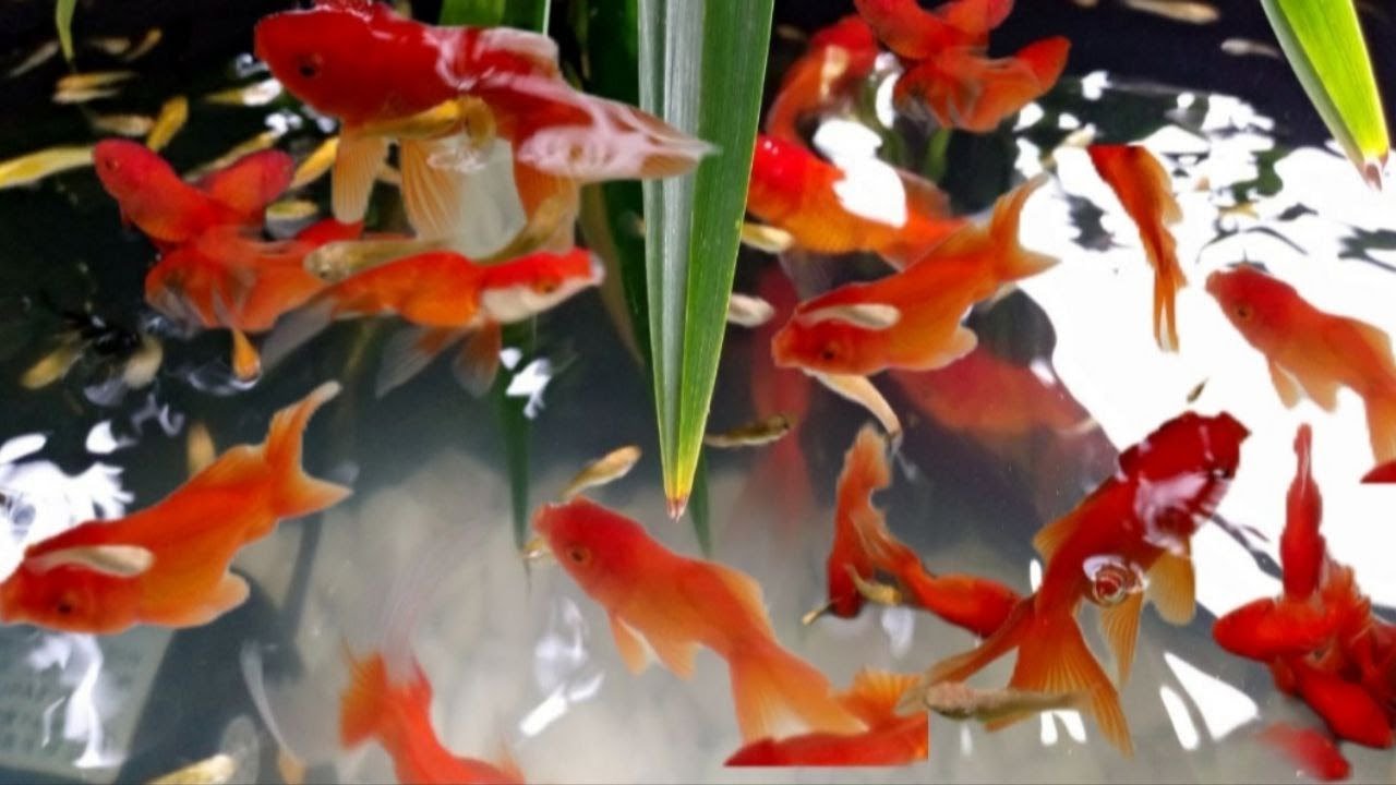 Look at the beauty of the Lohan fish and check the health of the fish ...