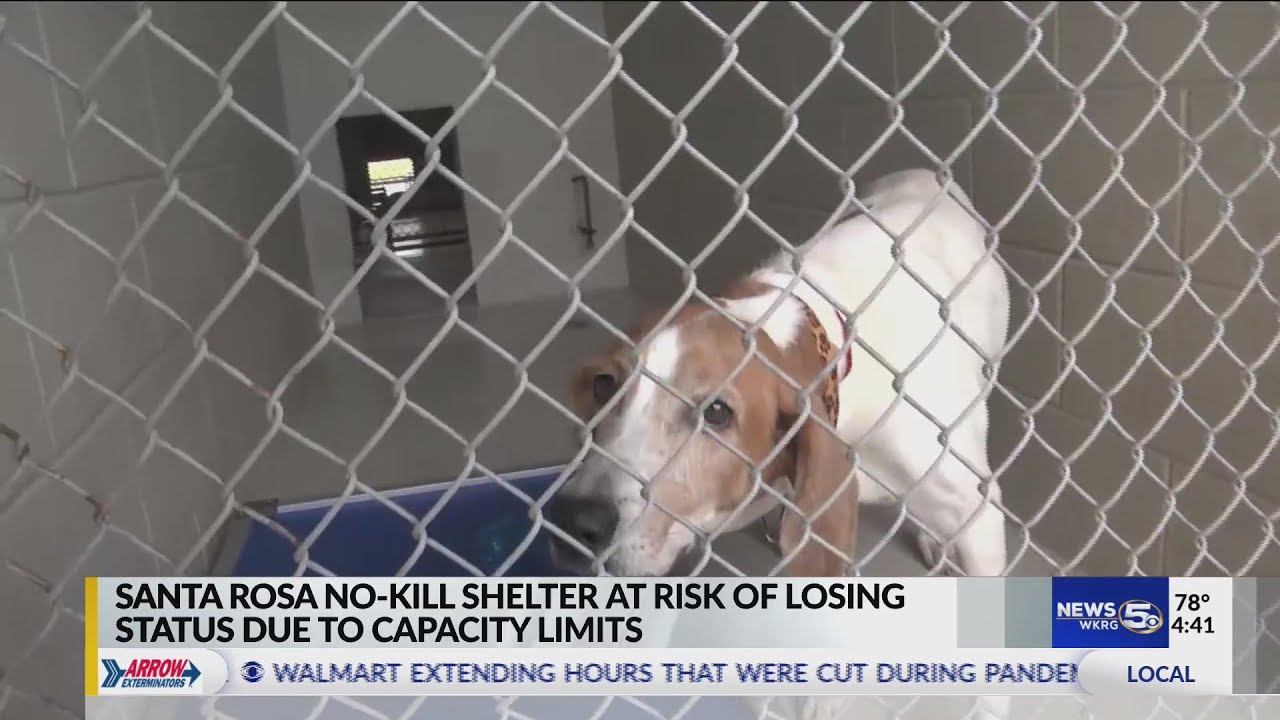 Santa Rosa Animal Shelter at risk of losing no-kill status due to ...
