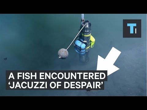 What happened when fish swam near ‘Jacuzzi of Despair’