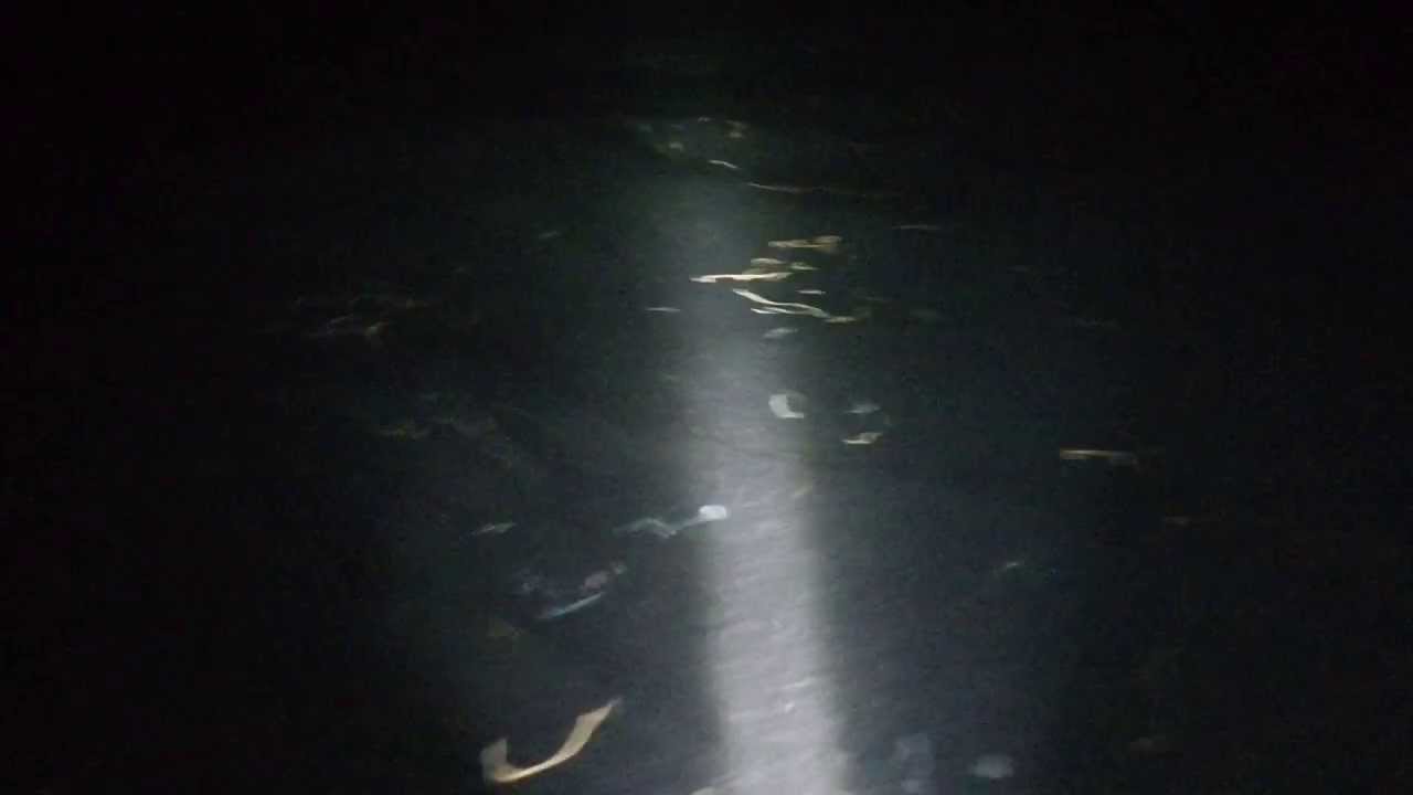 Palolo fishing 2013 in Faleasao - YouTube