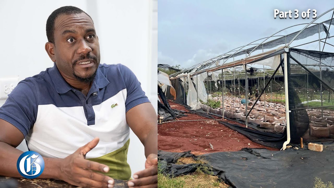 Green gold fails to sparkle: Jamaica's Ganja Farmers Struggle (Part 3 ...