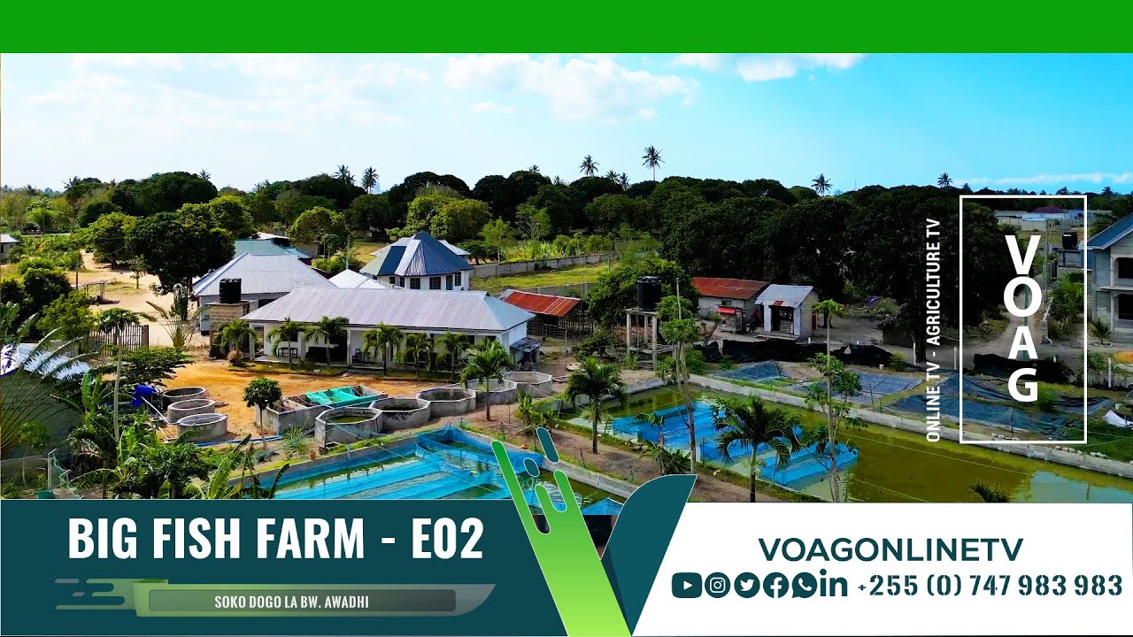 #FAHAMU KUHUSU BIG FISH FARM KIGAMBONI: WAZALISHAJI WA VIFARANGA VYA ...