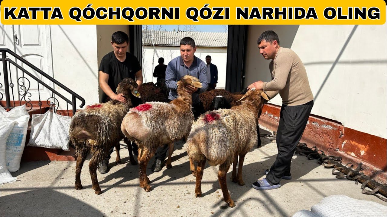 QÓZI NARHIDAGI QÓCHQORLAR - YouTube