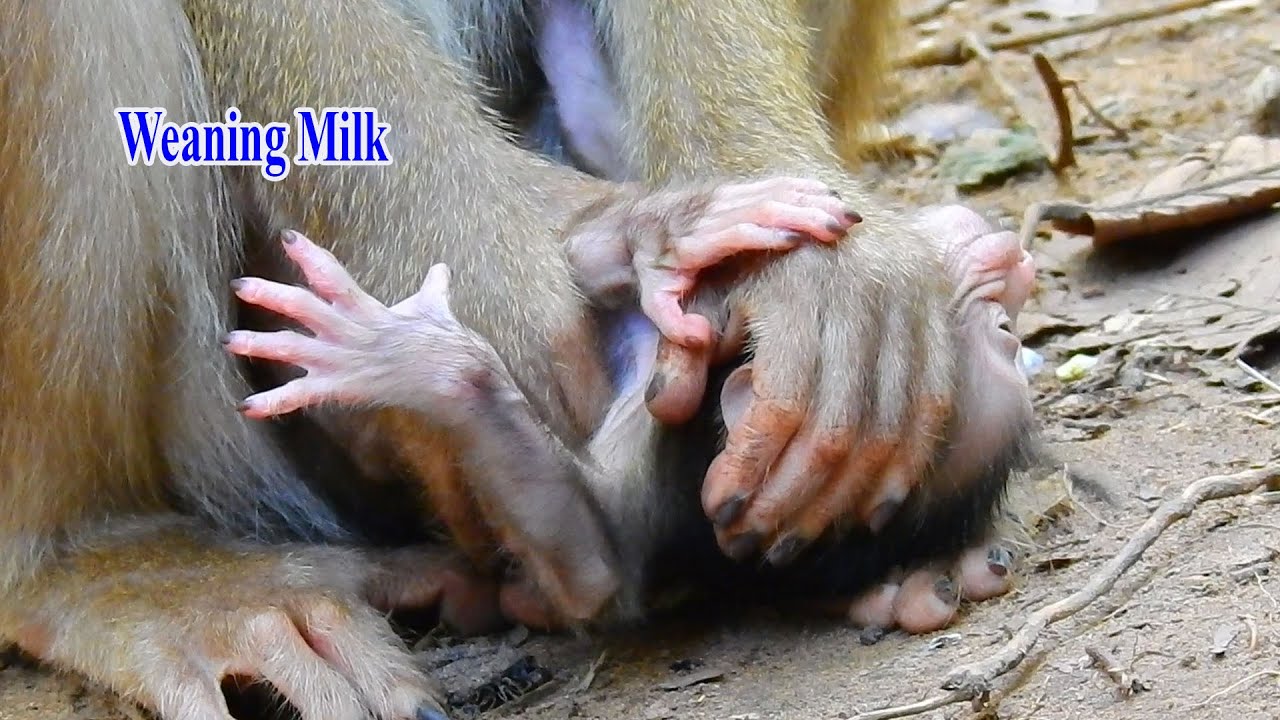 Libby weaning milk baby Brady! - YouTube
