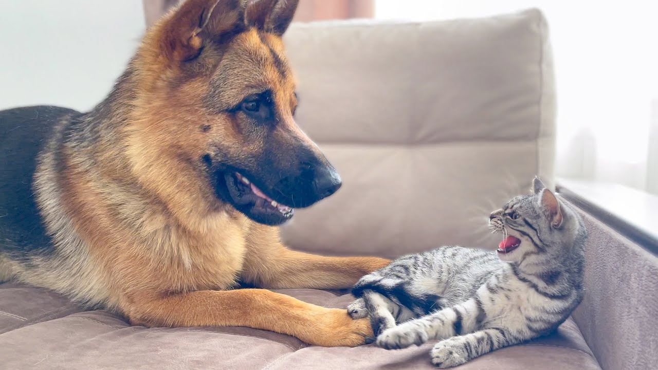 Funny German Shepherd Reaction to a lazy Cat - YouTube