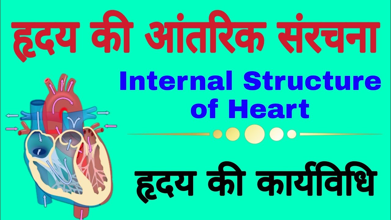 Internal Structure Of Heart In Hindi Internal Structure Of Heart In Hindi