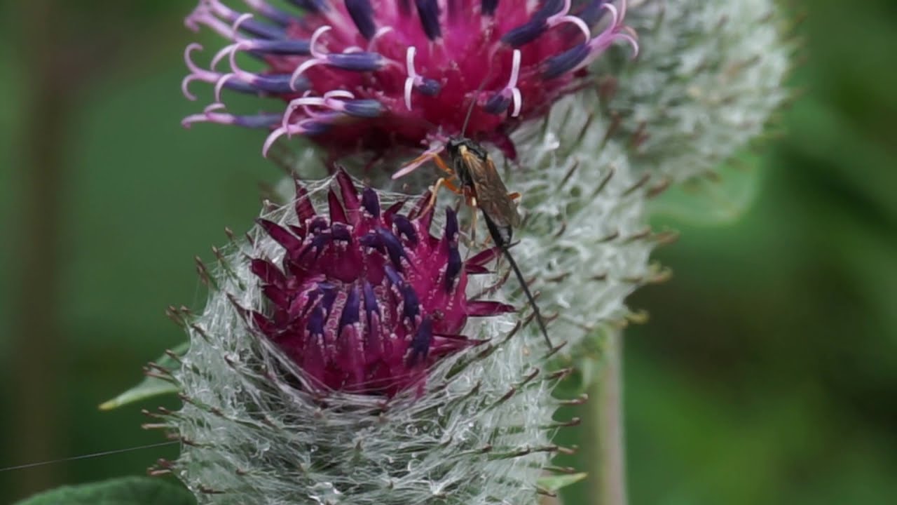 Kruszel czarny - Xeris spectrum - YouTube