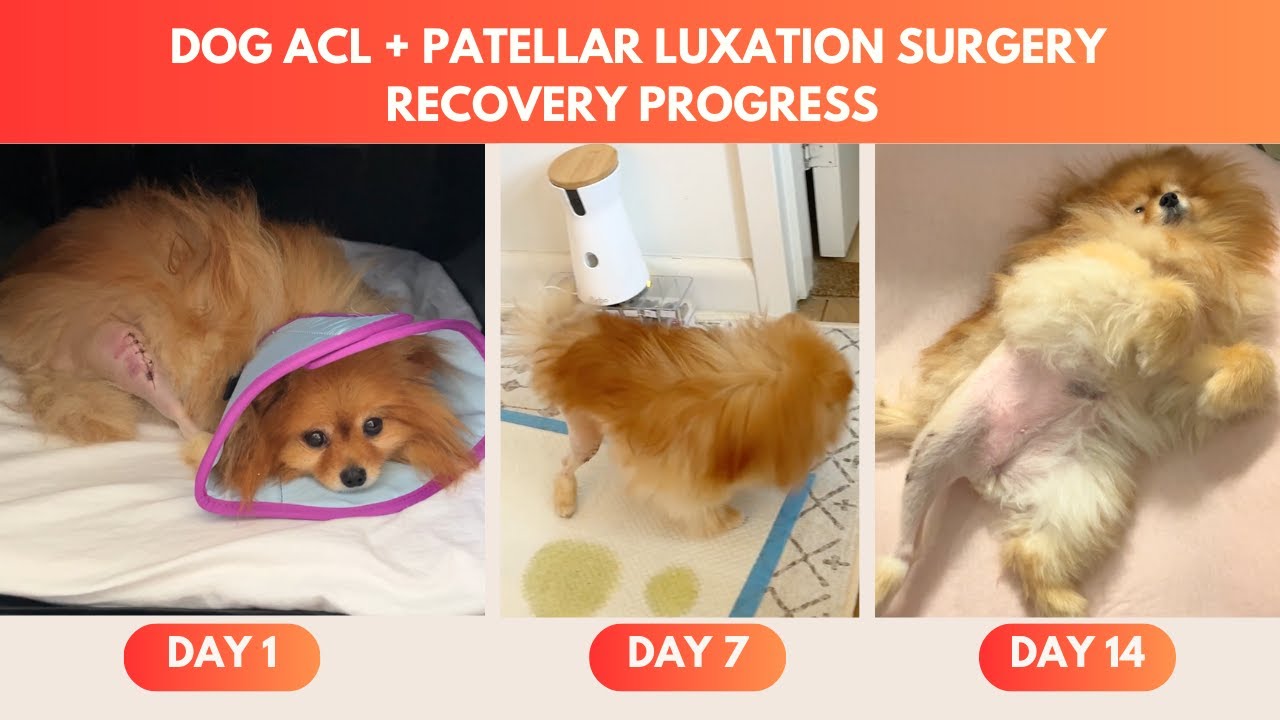 Dog ACL & Patellar Luxation Surgery 2-Week Recovery Progress & How to ...