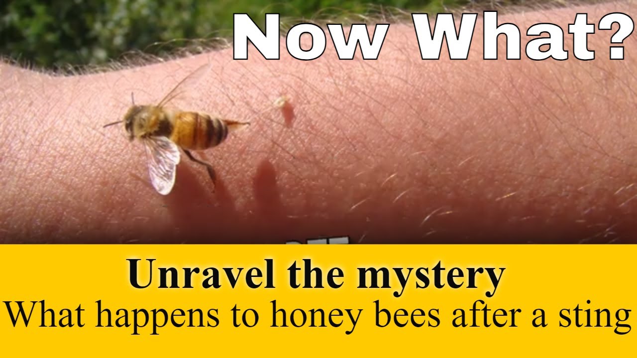 The Life of a Honey Bee After a Sting: Unraveling Nature's Mysteries - YouTube