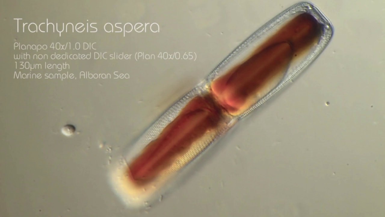 Trachyneis aspera - YouTube