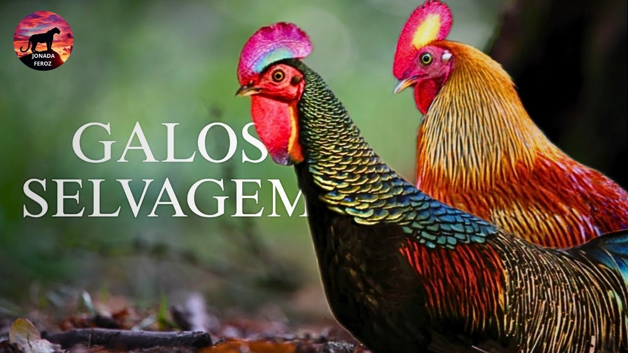 GALOS SELVAGENS | O Canto Ancestral das Galinhas | Documentário de ...