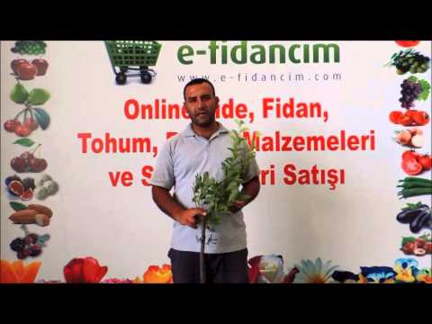 Bodur Yarı Bodur Mürdüm Eriği Fidanı Özellikleri ve Satışı