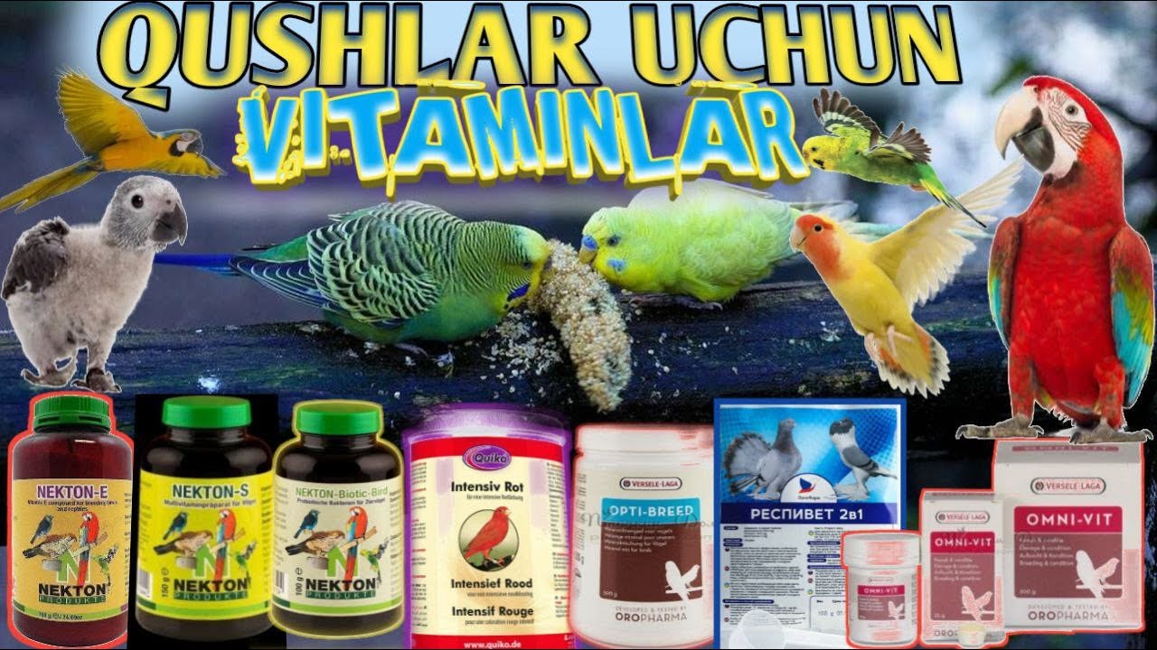 QUSHLARNI KASALIGINI DAVOLOVCHI DORILAR VA VITAMINLAR XAQIDA - YouTube