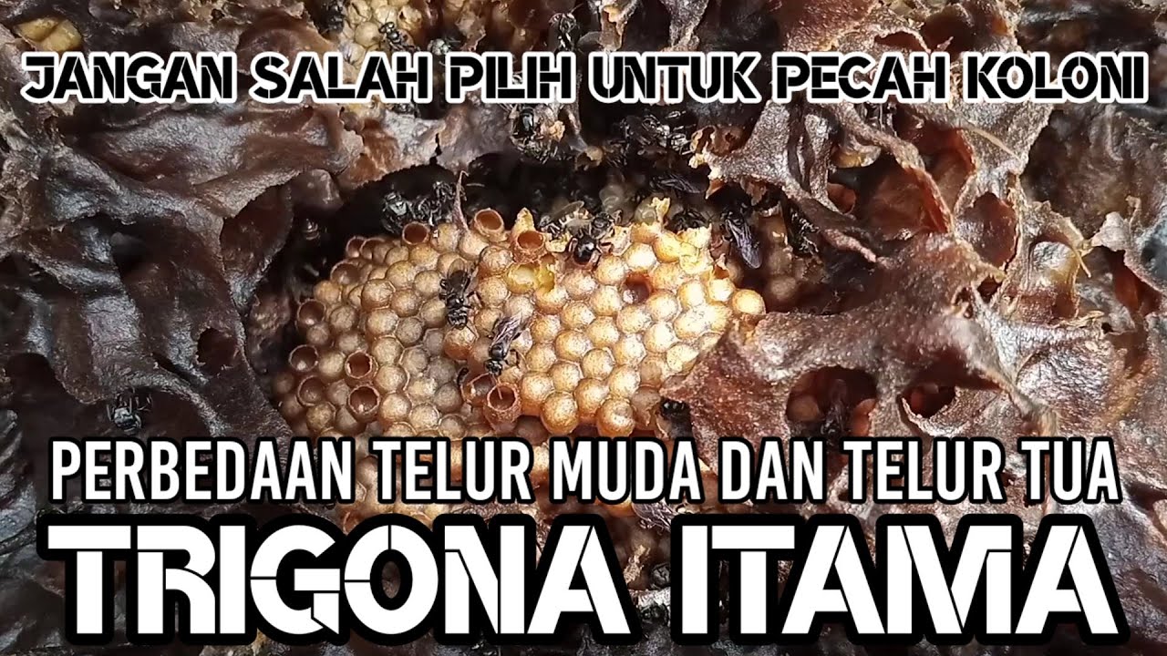 Perbedaan telur muda dan telur tua TRIGONA ITAMA - YouTube